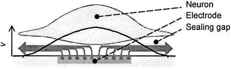 Mediation Of The Neuron Electrode Interface In Extracellular Download Scientific Diagram
