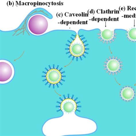 1 Protein Nanoparticles Prepared By A Coacervation Or Phase