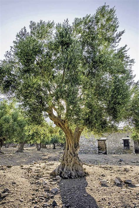 olive tree pollination chart ponasa