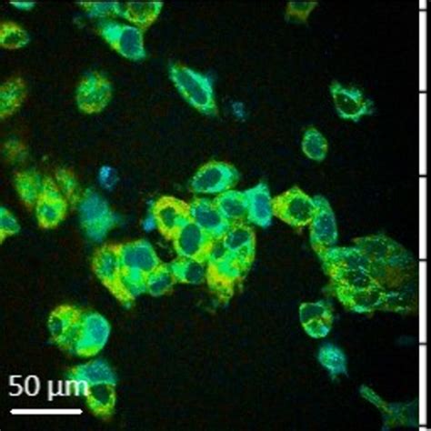 Fluorescence Lifetime Microscopy For Label Free Imaging Of Cellular
