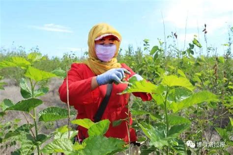 精河縣：「旅遊農業」拓寬農民增收渠道 每日頭條