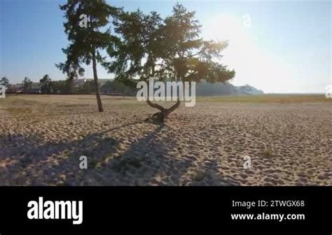 Trees Intertwined Stock Videos And Footage Hd And 4k Video Clips Alamy