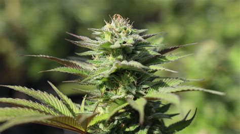 Cannabis Supply Chain Management Best Practices Catalyst Bc