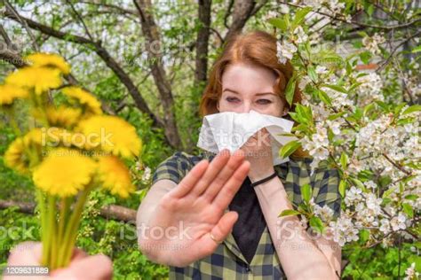 꽃 피는 식물 꽃가루에 계절 알레르기 정원에서 코를 덮고 민들레 꽃다발에 정지 표지판을하고 종이 손수건을 가진 젊은 여성 비탄 소녀 재채기 대 꽃 나무 가리기에 대한 스톡