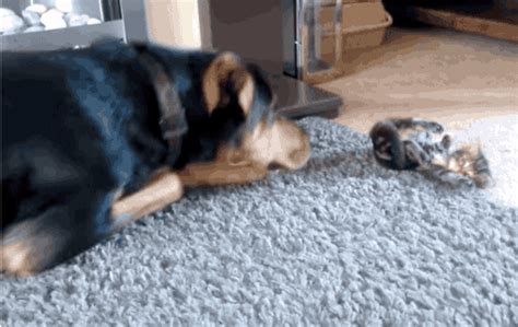 why won t you play with me on imgur