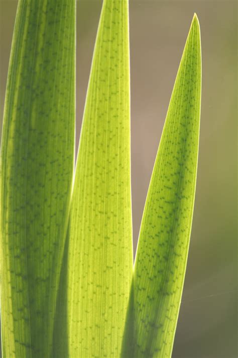 图片素材 性质 森林 厂 植物学 黄色 关 植物群 蕨类 特写 芽 宏观摄影 叶蕨 绿色叶子 开花植物 小植物