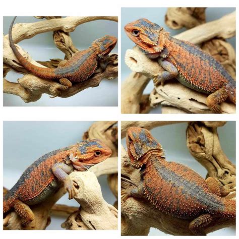 Bearded Dragon Color Rarity