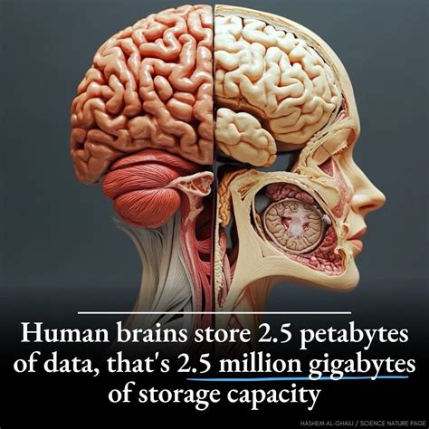Md Mohib Ualla On Linkedin This Storage Capacity Comes From The Synapses Between The Neurons In