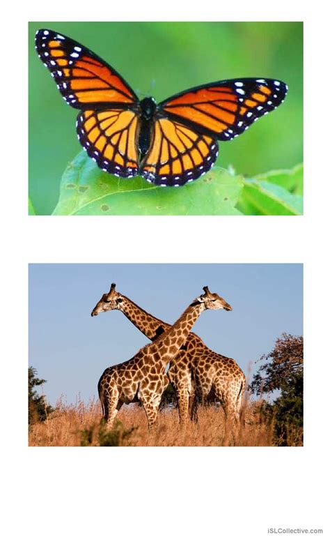 Report Text Exercise 3 English Esl Worksheets Pdf And Doc