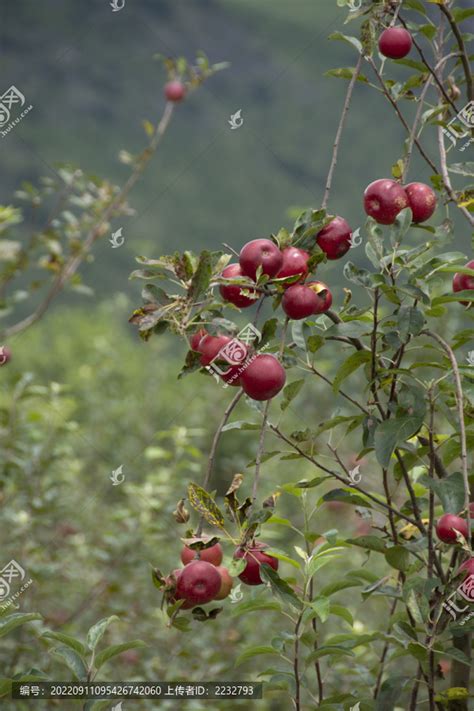 云南蒙自西北勒糖心小苹果果实植物花草摄影素材汇图网