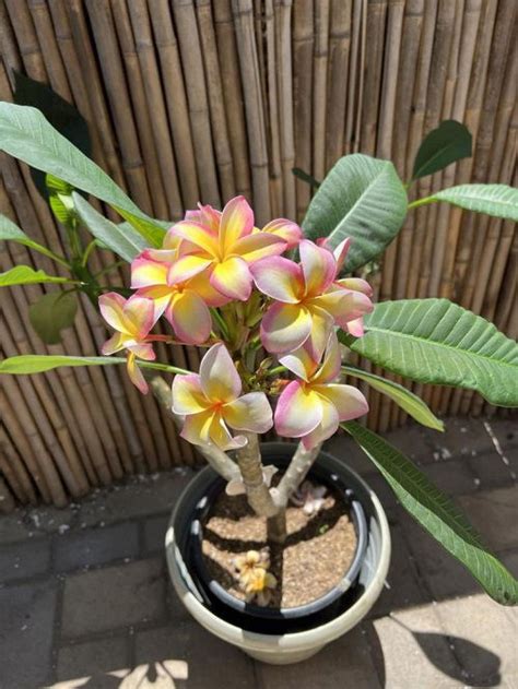 Potted Plumeria Tree