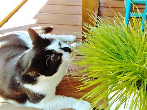 Must Have Accessories For A Catio Space Your Cats Will Love