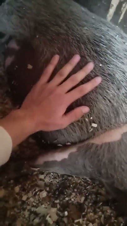 вислобрюхие поросятки Youtube