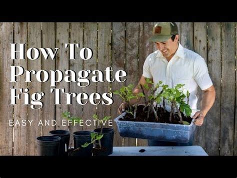 32 How To Propagate Fig Trees Easy And Effective YouTube Fig Tree Propagation Growing