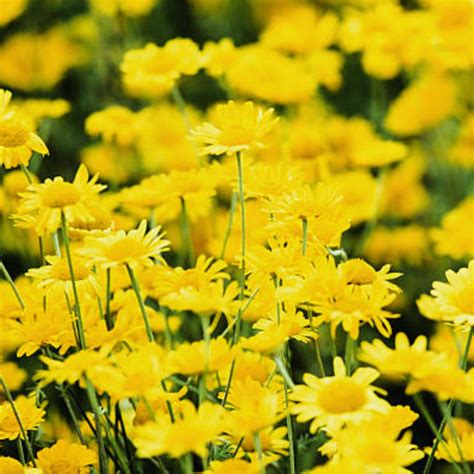 50 Golden Marguerite Daisy Seeds Anthemis Tinctoria Organic Usa Seeds