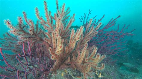제주도에 서식하는 산호로 알아보는 산호의 종류 다이빙홀릭