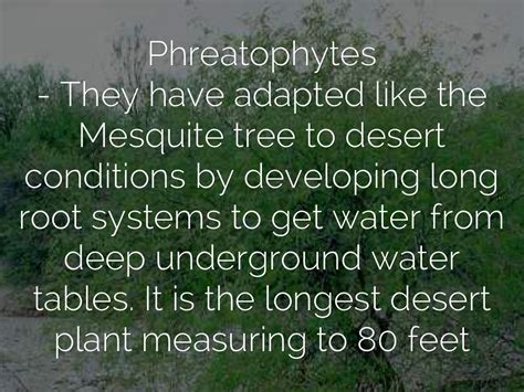 Phreatophytes
