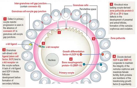 Follicle Development And The Menstrual Cycle Basicmedical Key