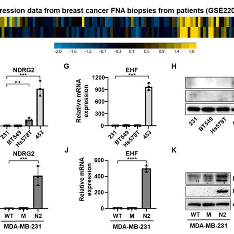 The Positive Correlation Between Ndrg2 And Ehf Expression Levels Ab