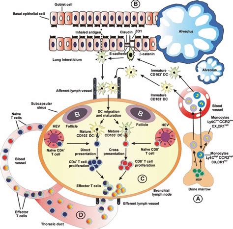 Development And Functional Specialization Of Lung Migrating Cd103 Download Scientific Diagram