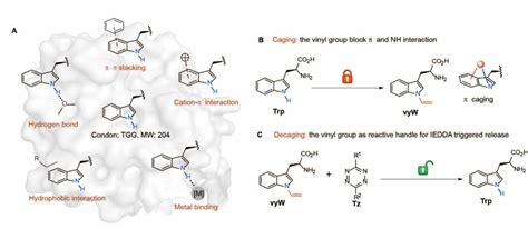 北京大学陈鹏课题组Nat Chem 等系列进展活细胞剪切化学打造蛋白质脱笼工具箱 X MOL资讯