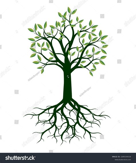 Shape Green Tree Leaves Vector Outline Stock Vector Royalty Free Shutterstock