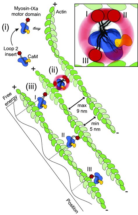 Model Actin Filaments With Parallel Polarity Are Cross Linked By The