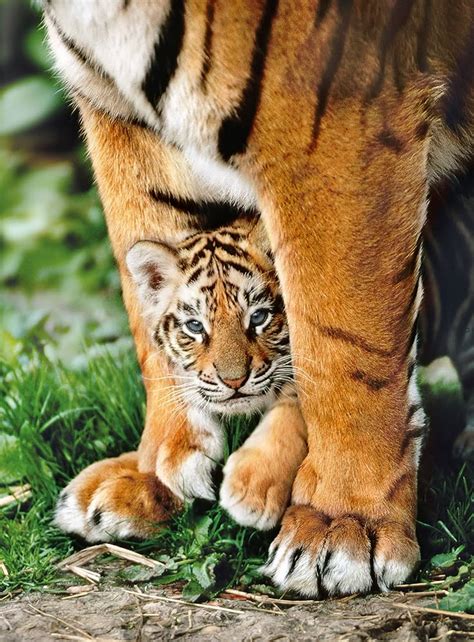 Bengalisches Tigerbaby