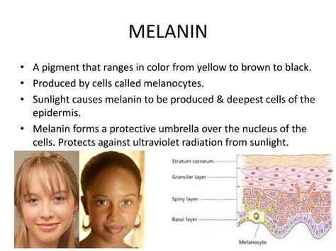 Ppt Skin And Body Membranes Integumentary System Powerpoint Presentation Id2361164
