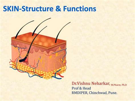Skin Structure And Function Pptx