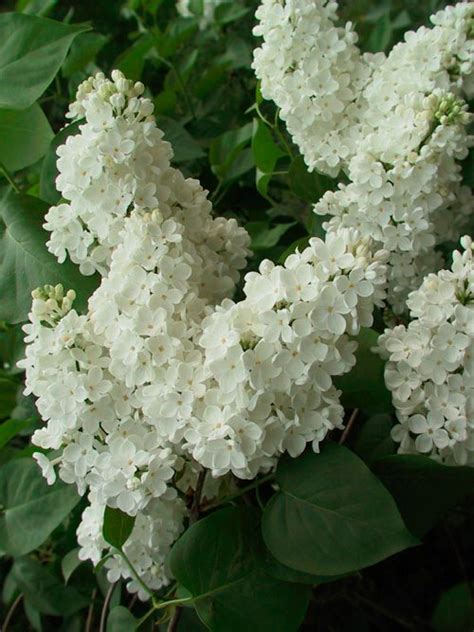 მეგა სკოლა პირველი მ კლასი