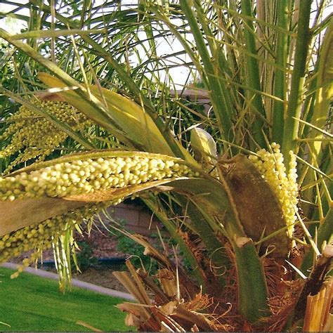 Palm Tree Seed Pods Pictures F