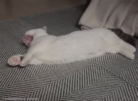 자는 고양이 발을 건드리면 생기는 심쿵 장면간지럽다냥~ 노트펫