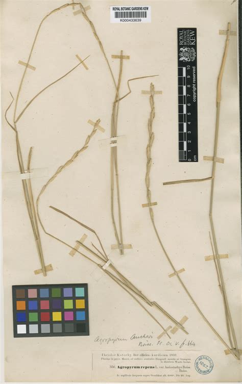 Thinopyrum Intermedium Subsp Intermedium Plants Of The World Online Kew Science