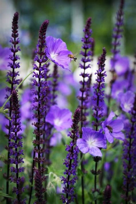 Top 21 Drought Tolerant Perennials Artofit