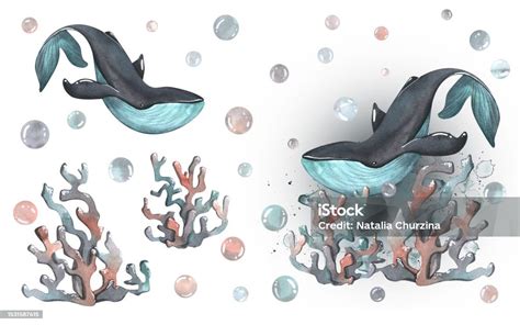 바다를 배경으로 산호와 물방울이 있는 고래 수채화 그림입니다 인쇄물 스티커 엽서 포스터의 디자인 및 디자인 흰색 배경에 격리된