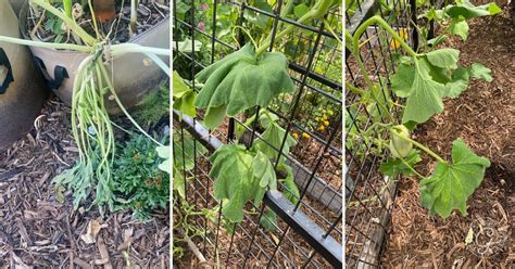 Squash Bug Prevention And Organic Control Growing In The Garden