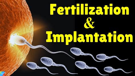 Difference Between Fertilization And Implantation