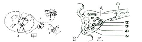 [题目]如图为人体部分特异性免疫过程示意图 请据图回答问题 A B C表示细胞 ①②③④⑤⑥表示过程 1 该特异性免疫属于 免疫 图中b在人体内由 细胞经分裂 分化而来 2 图中a B