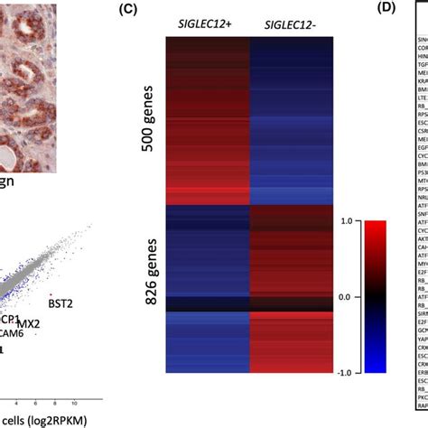 Siglec‐xii Induction Of Expression Of Genes Associated With Cancer Download Scientific Diagram