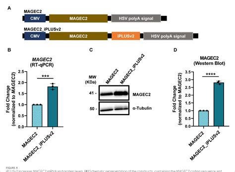 Figure 4 From Application Of The IPLUS Non Coding Sequence In Improving