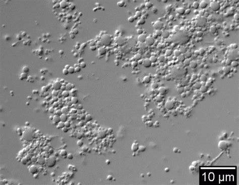 This Perfectly Self Replicating Synthetic Cell Is A Mini Frankenstein Strange Sounds