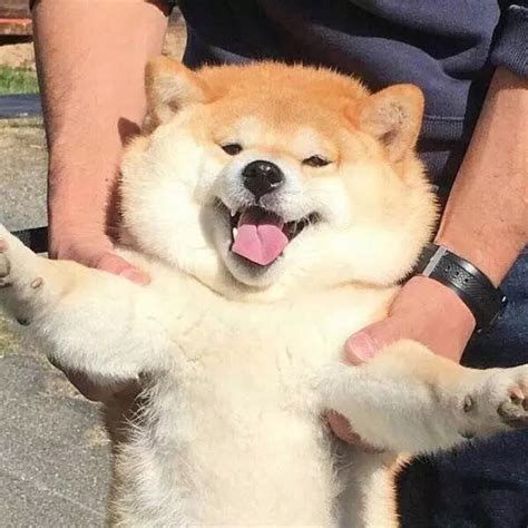 柴犬 表情包 堆糖美图壁纸兴趣社区