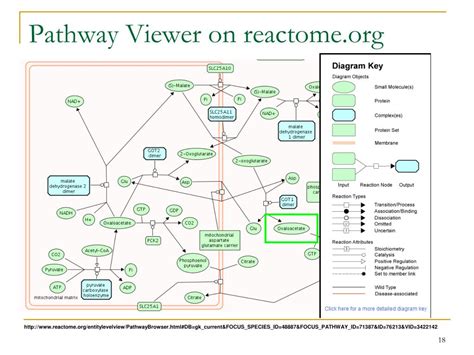 Ppt Annotation For Gene Expression Analysis With Reactomedb Package