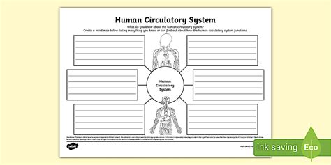 Human Circulatory System Mind Map Teacher Made Twinkl