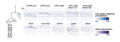Revealing The Spatial Gene Expression Patterns Underlying Mouse