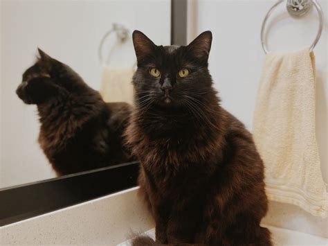 Як часто потрібно купати домашніх кішок і котів