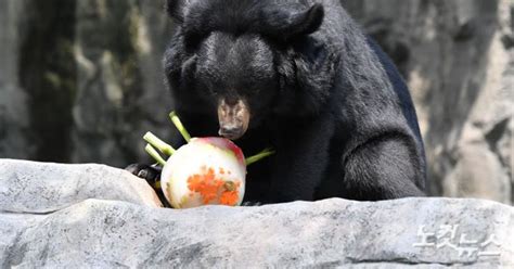 반달곰의 여름나기