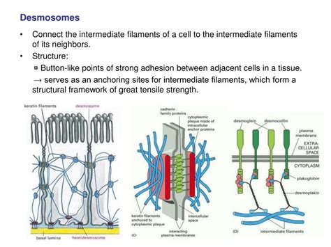Ppt Mb 207 Molecular Cell Biology Powerpoint Presentation Free Download Id 1450554