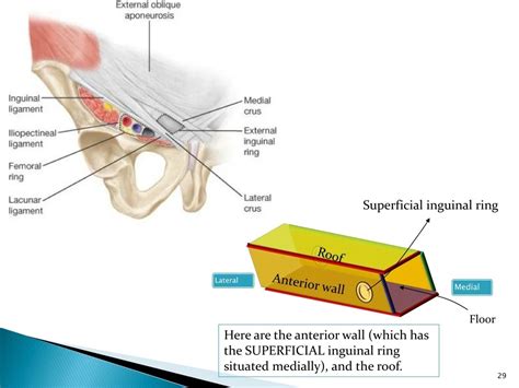 Ppt The Abdominal Wall And Inguinal Region Powerpoint Presentation